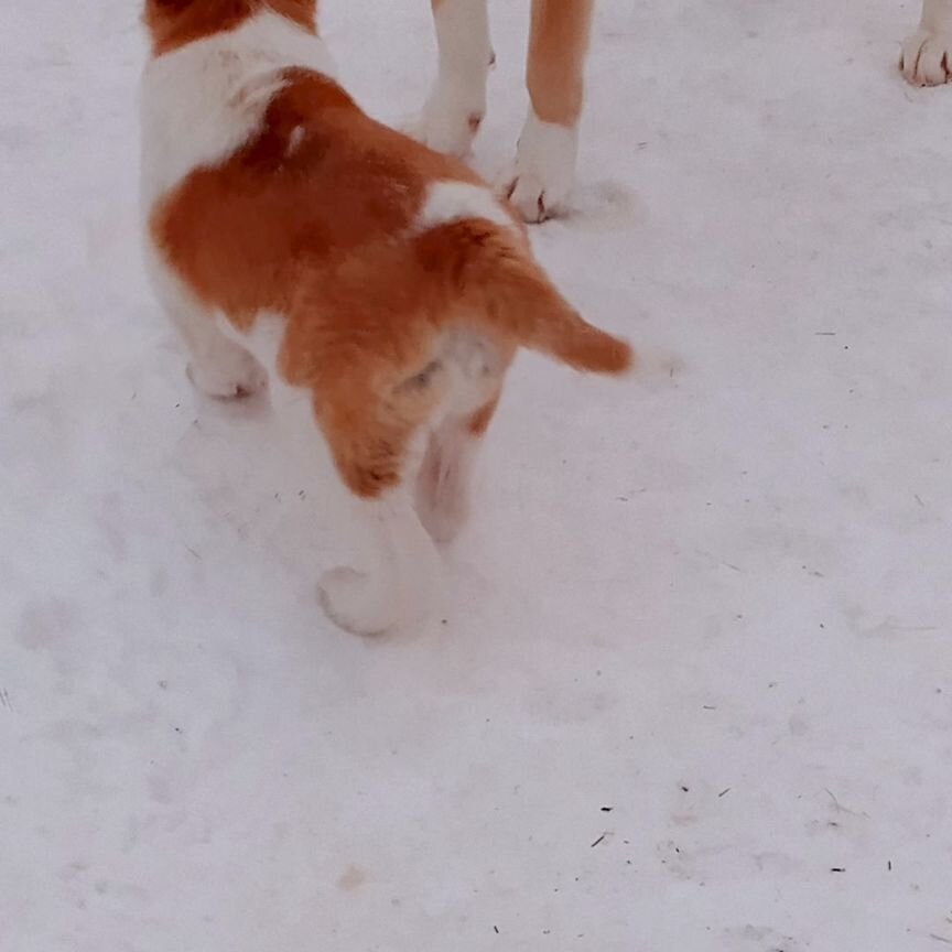 Собака