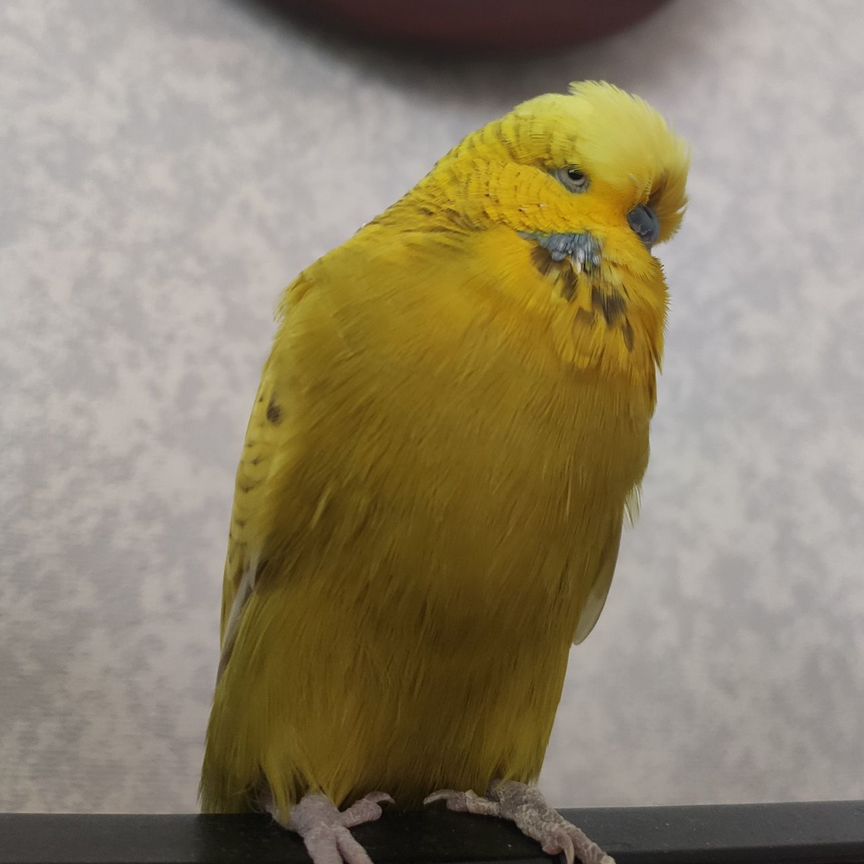 Волнистый попугай чех