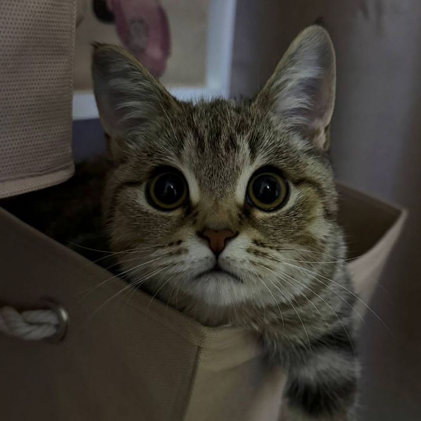 Шотландский прямоухий короткошёрстный котёнок