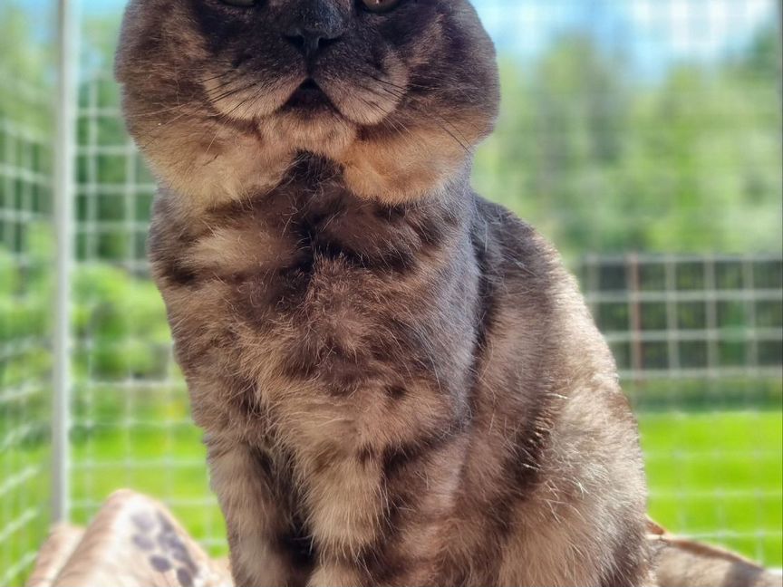 Шотландский вислоухий кот Черный Дым