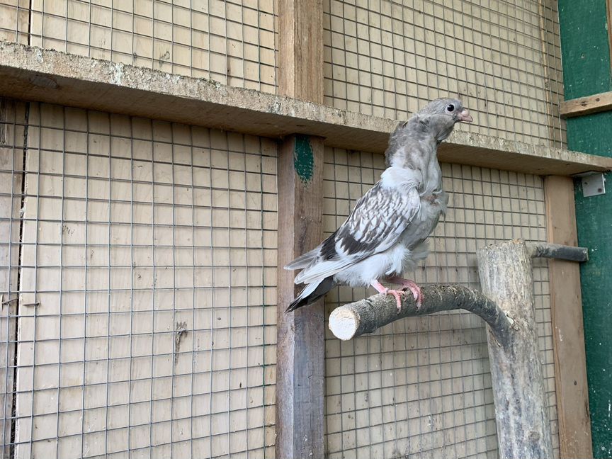 Китайские чайки голуби