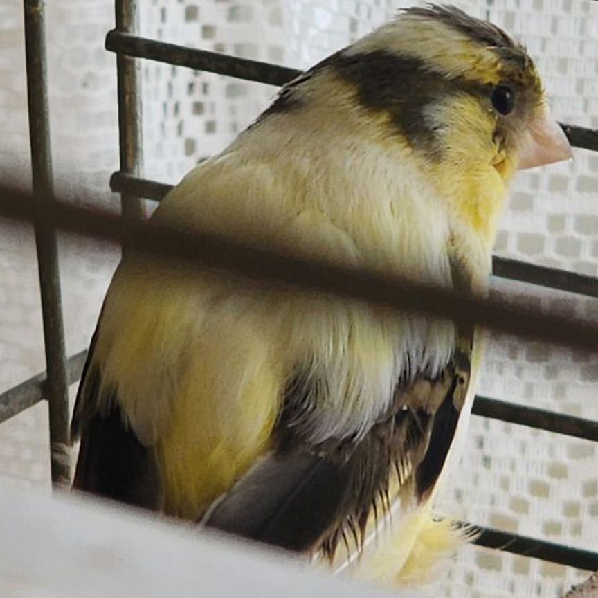 Кенар и канарейка