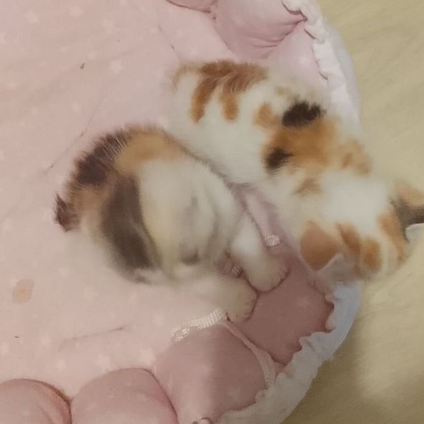 Экзотический короткошёрстный котёнок