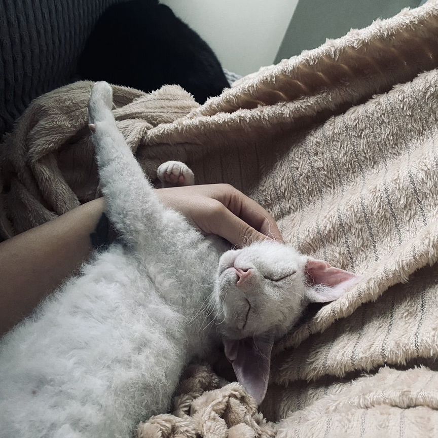 Отдам в добрые руки котенка