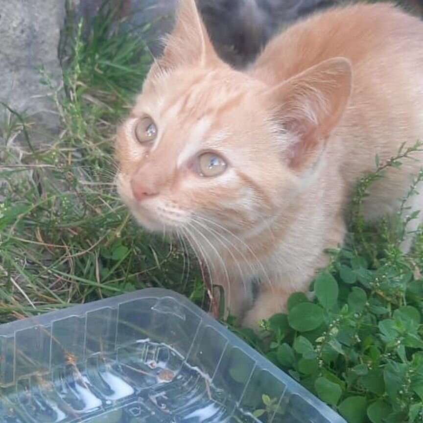 Котята в хорошие ручки