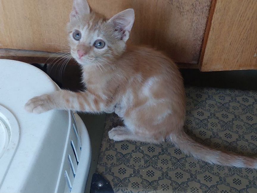 Рыжий Хулиган в добрые руки