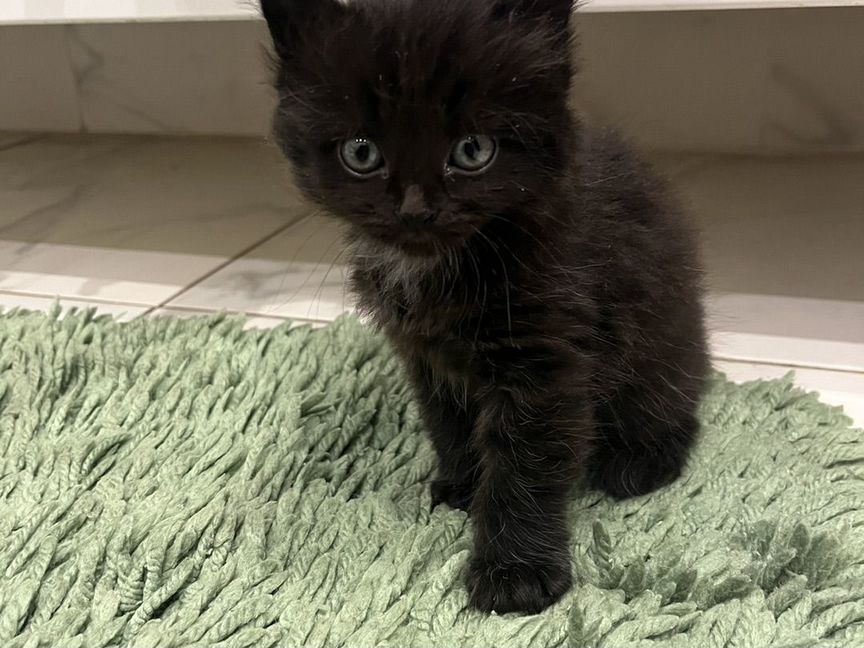 Котенок в добрые руки