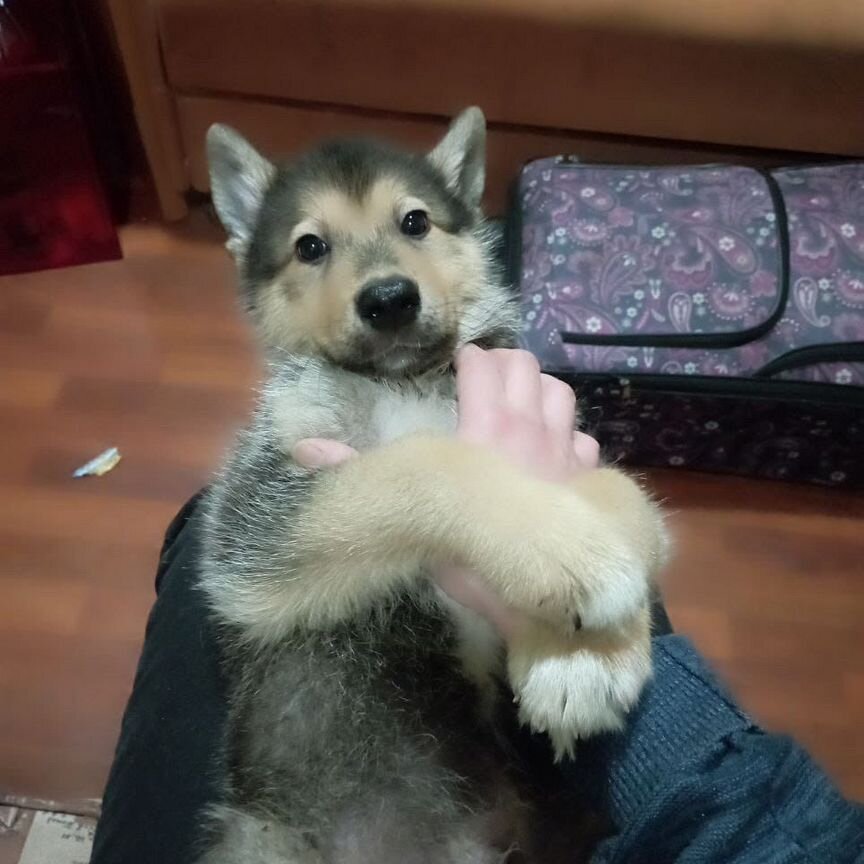 Щенок в добрые руки