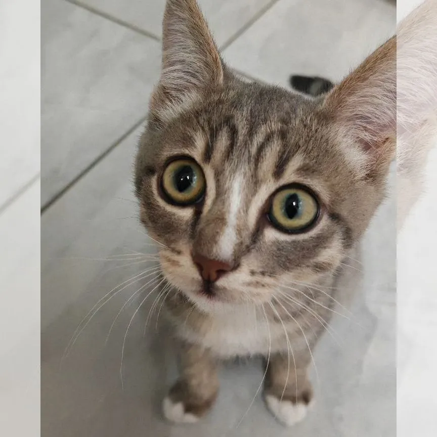Котенок мальчик серый