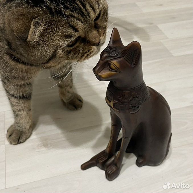 Котик ищет кошечку, вислоухий шотландец