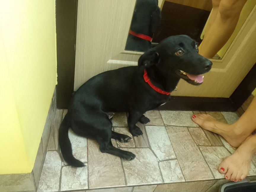 Собака в добрые руки