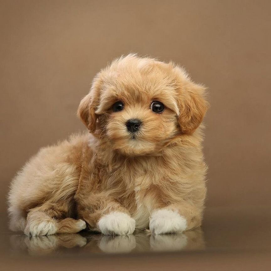 Мальтипу щенки