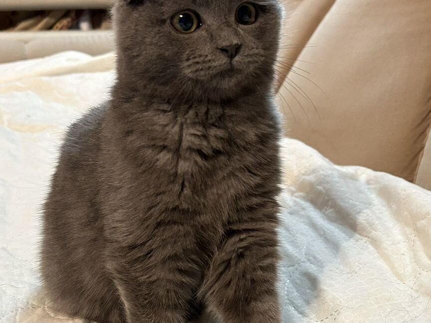Котенок вислоухий шотландец