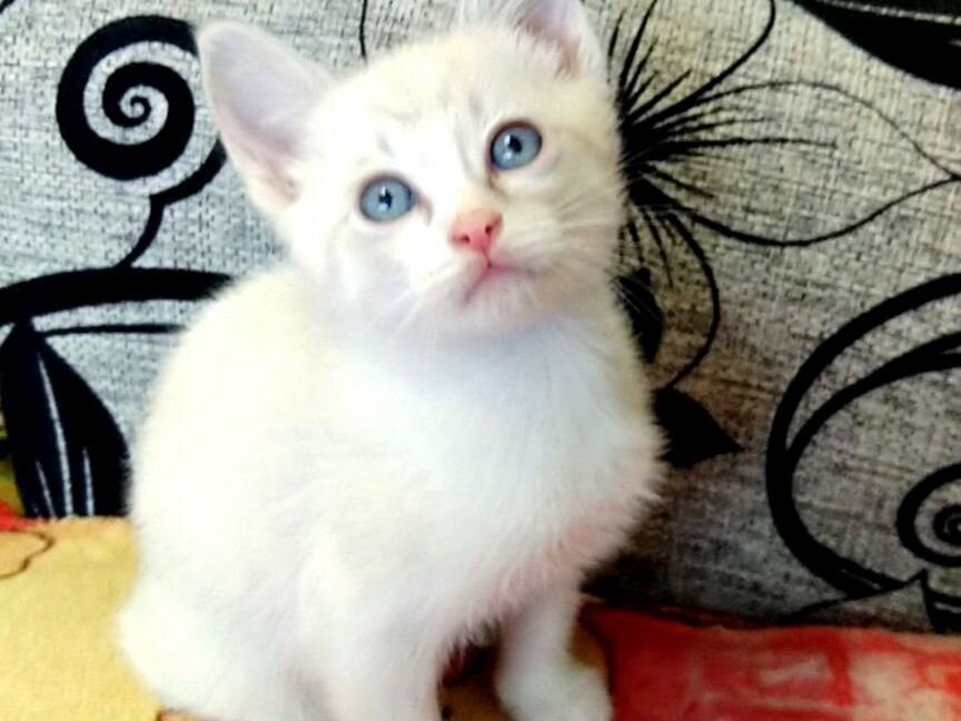 Чистокровные Тайские Котятки)