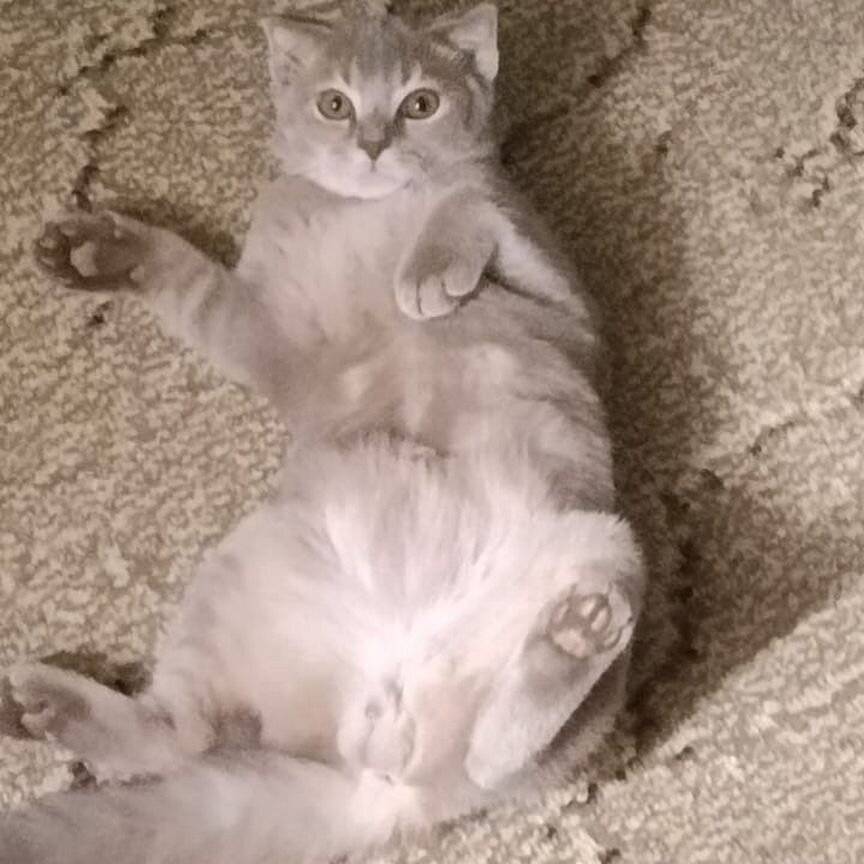 Отдам в хорошие руки котенка