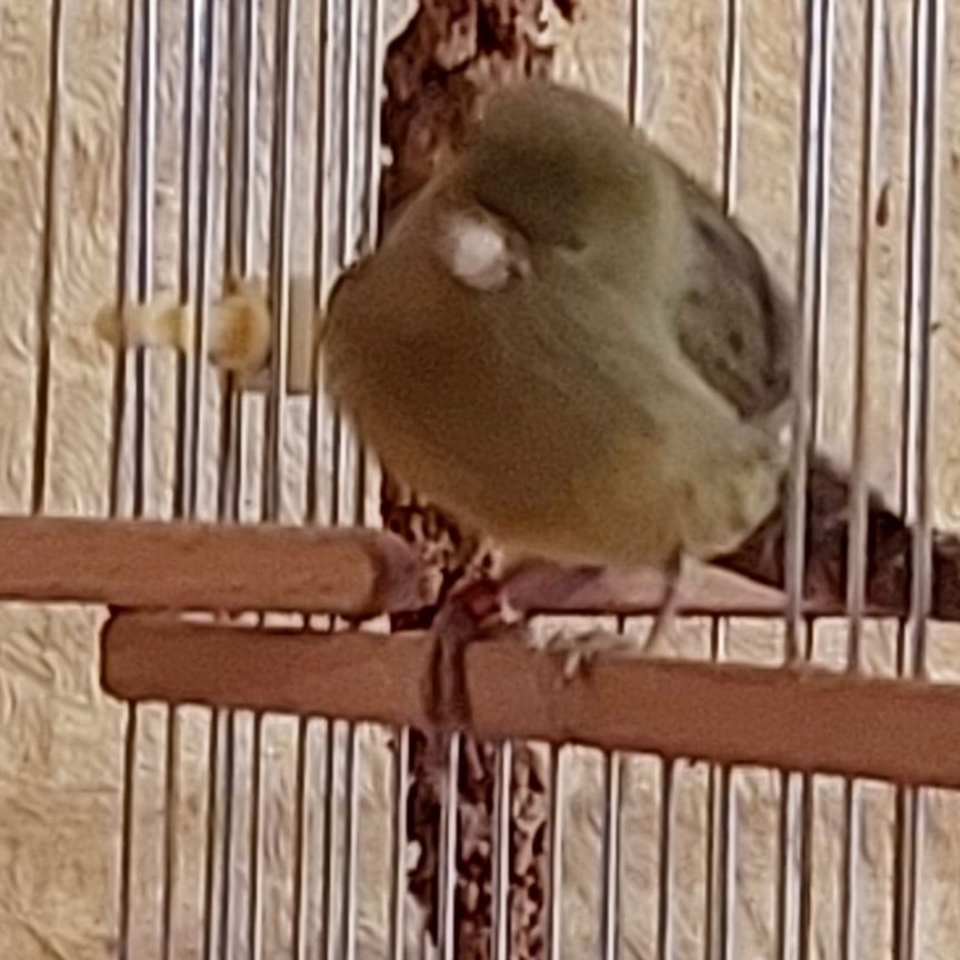 Кенар с клеткой