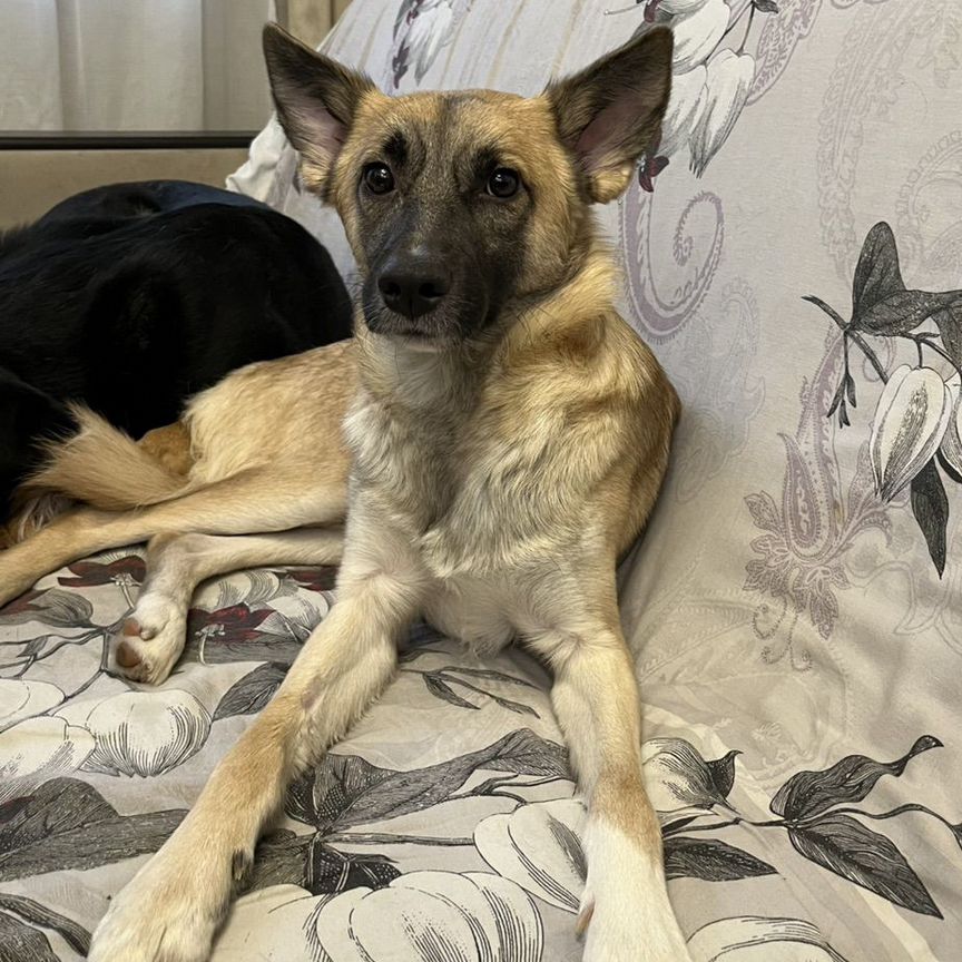 Взрослый пёс в добрые руки