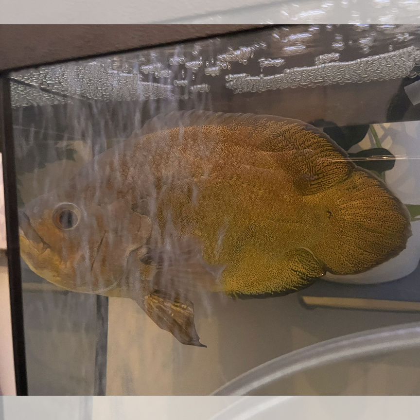 Астронотус бесплатно