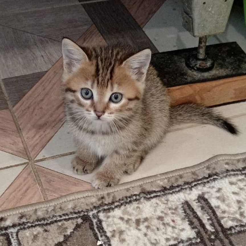 Котята в добрые руки бесплатно. 1 5 месяца