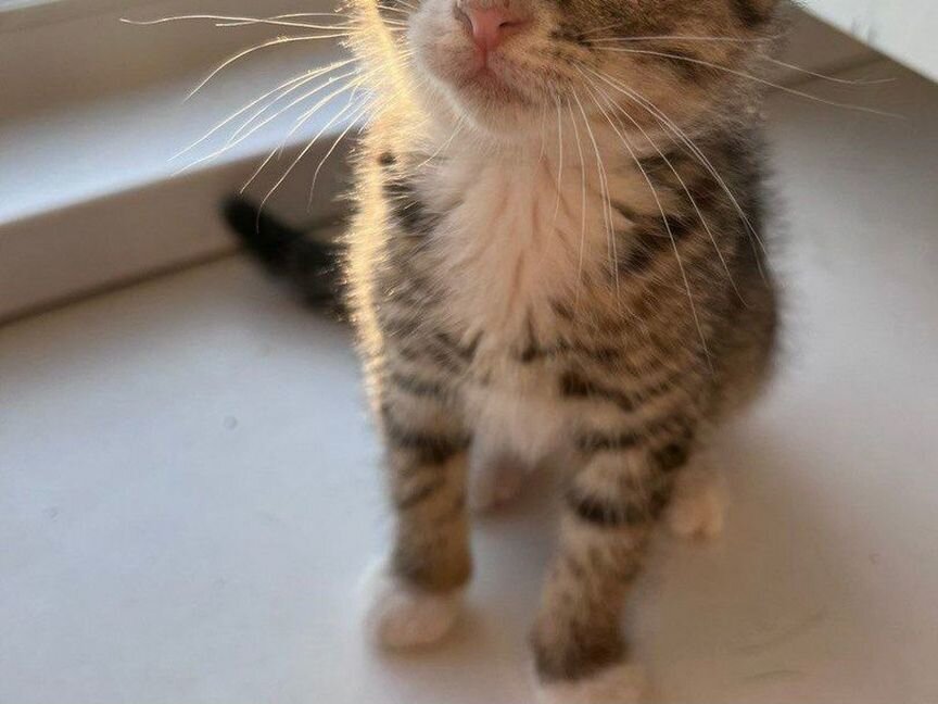 Пристраивается котёнок по имени Мисси