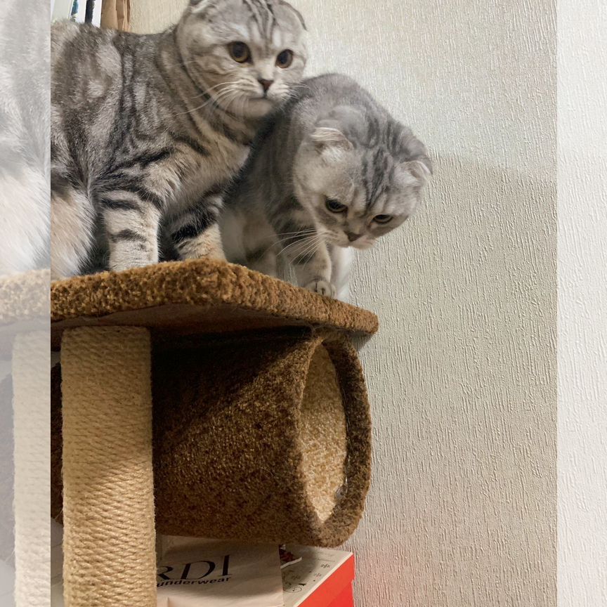 Шотланские вислоухие кошки на вязку