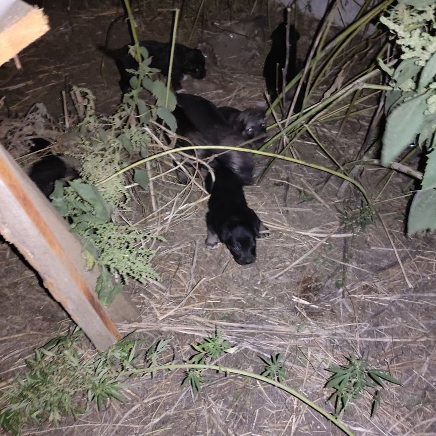 9 Малюток ищут дом. Вырастут среднего размера