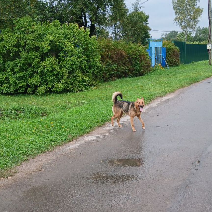 Собака в добрые руки