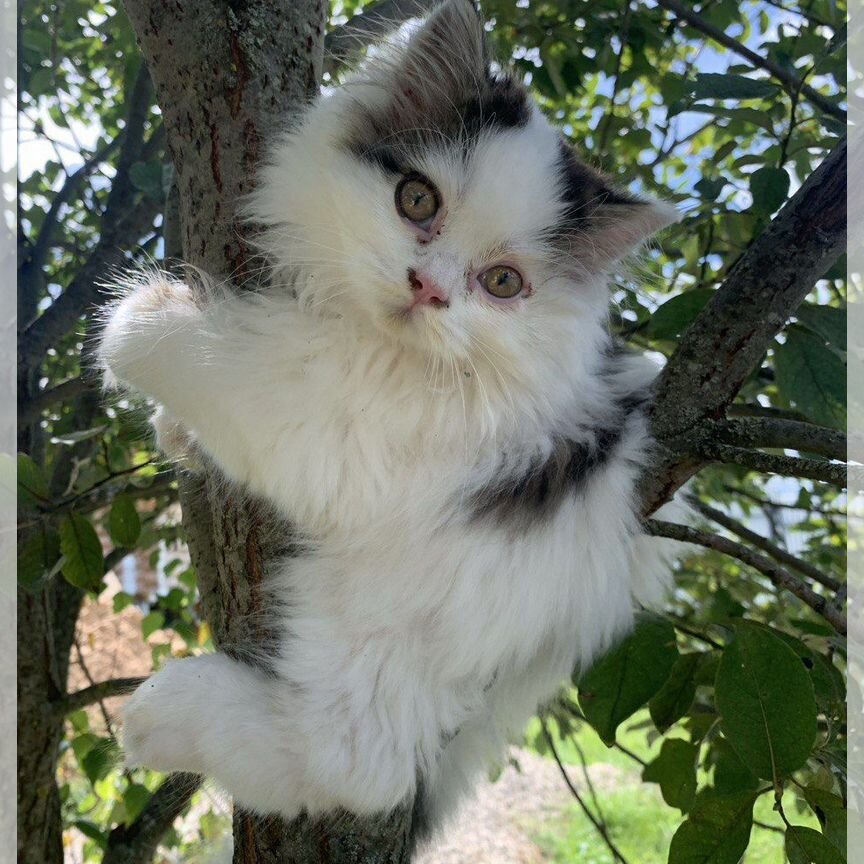 Котёнок шотландец в добрые руки