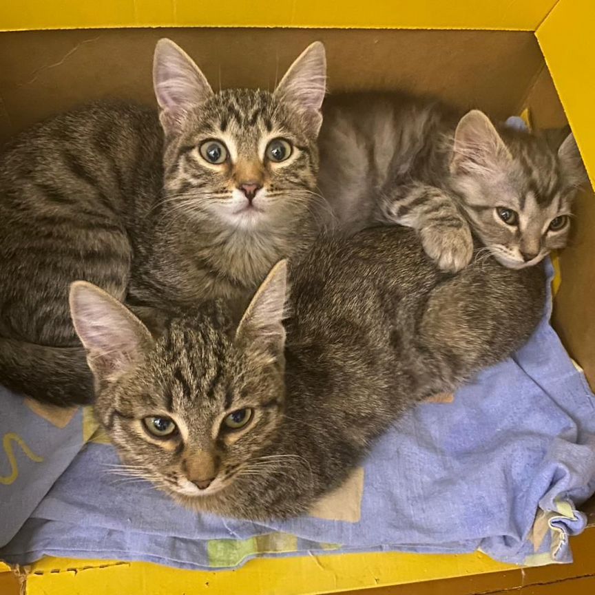 Котята в добрые руки бесплатно