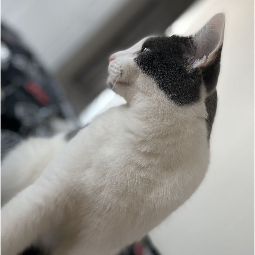 Взрослый кот в добрые руки