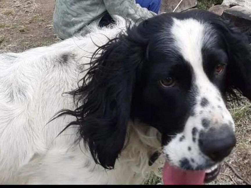 Русский спаниель вязка