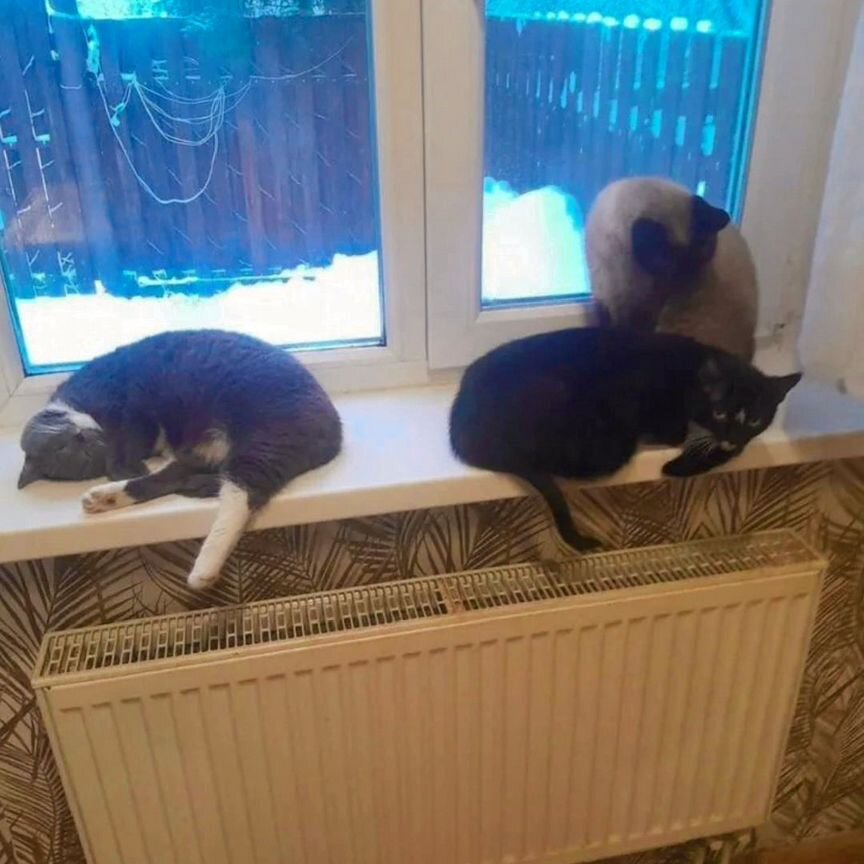 Кошке очень нужен дом