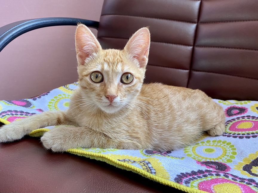 Котята рыженькие