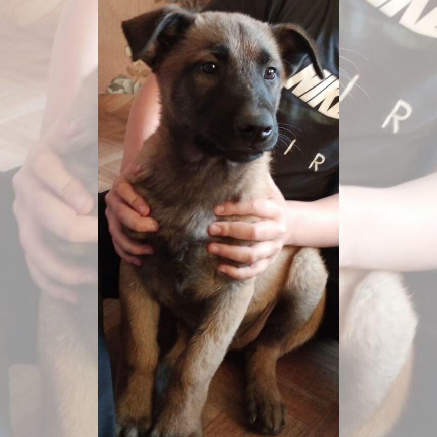 Бельгийская овчарка малинуа