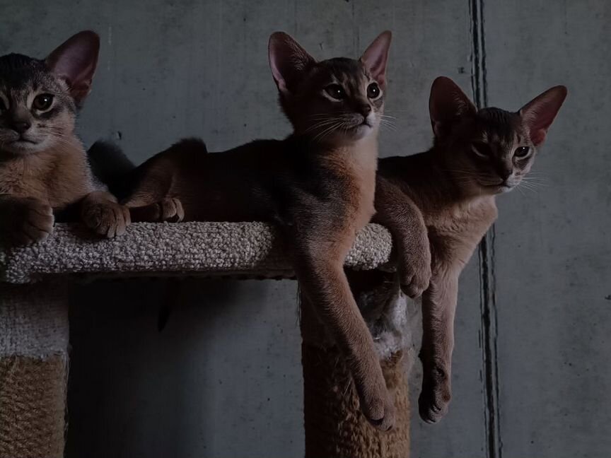 Абиссинкий котенок голубой окрас с документами