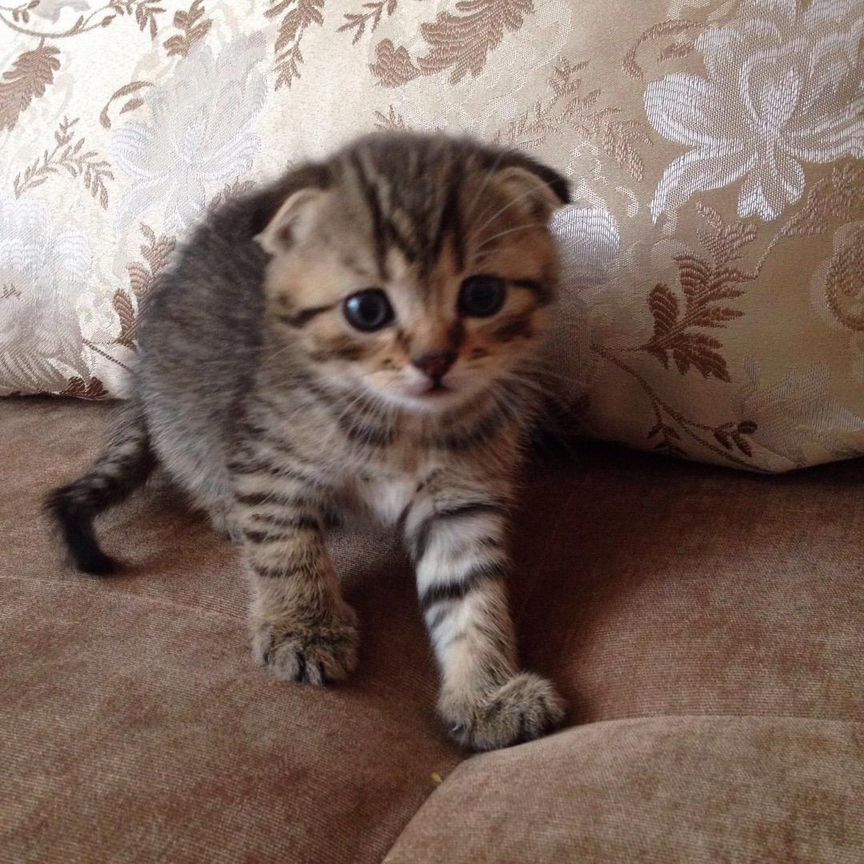 Шотландские котята тигровые