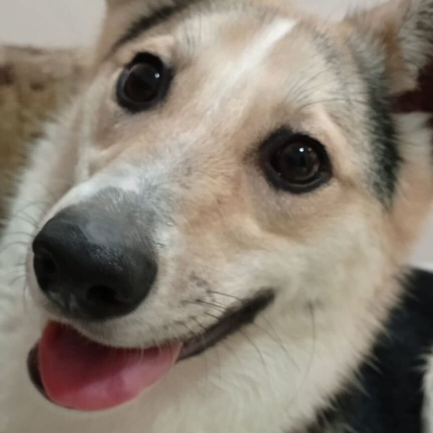 Маленькая собака в добрые руки