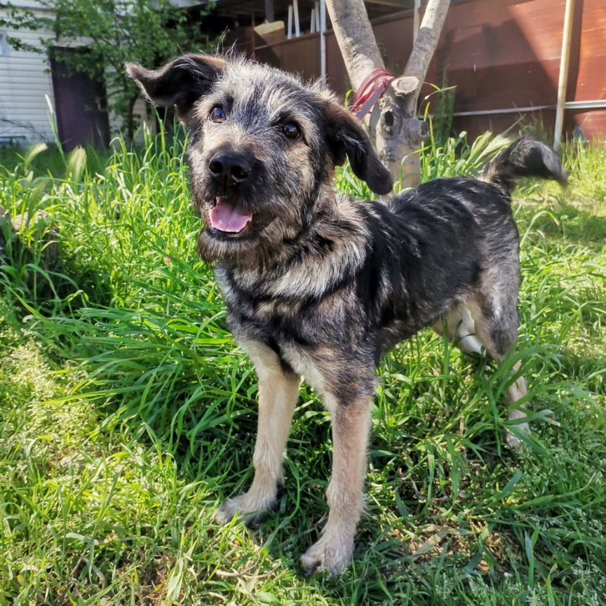 Щенок в добрые руки