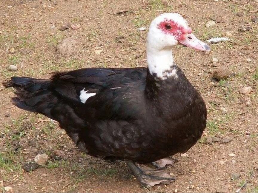 Индоутки и петушки