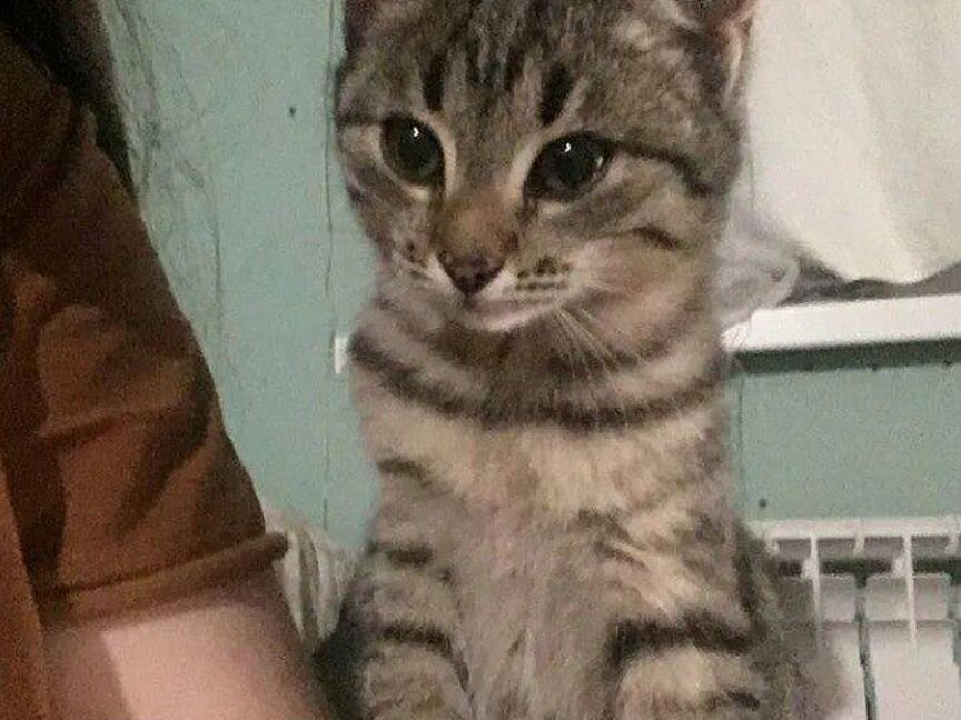 Девочка в добрые руки