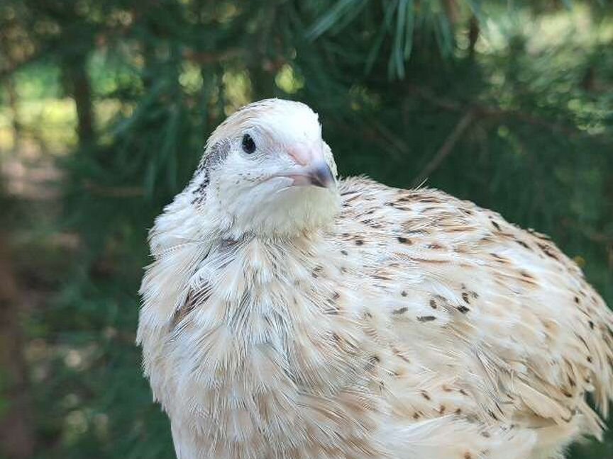 Манчжурские перепела