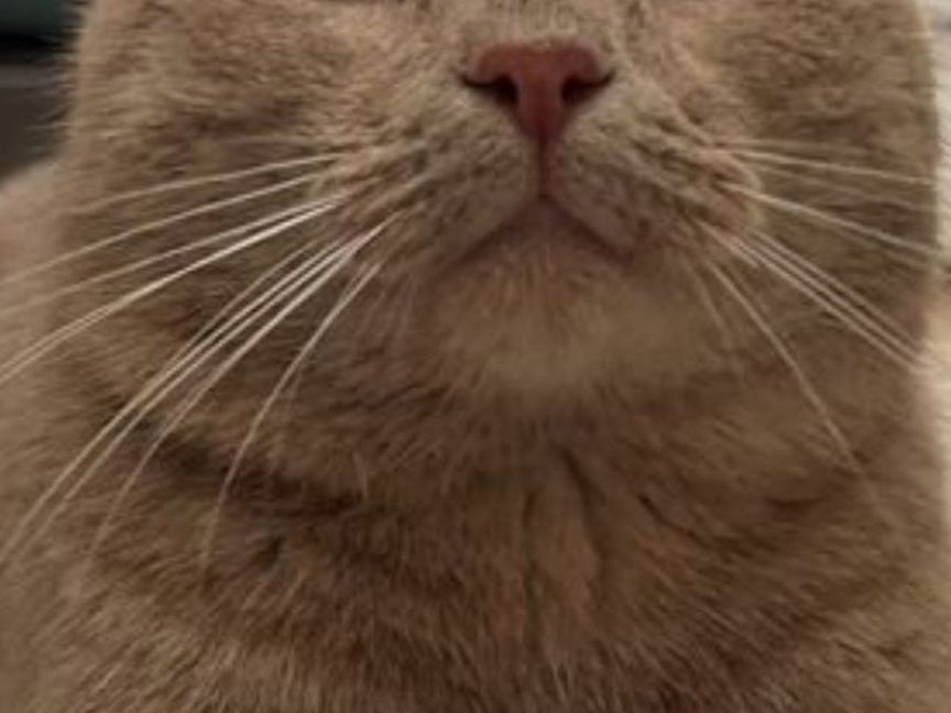 Шотландский котик
