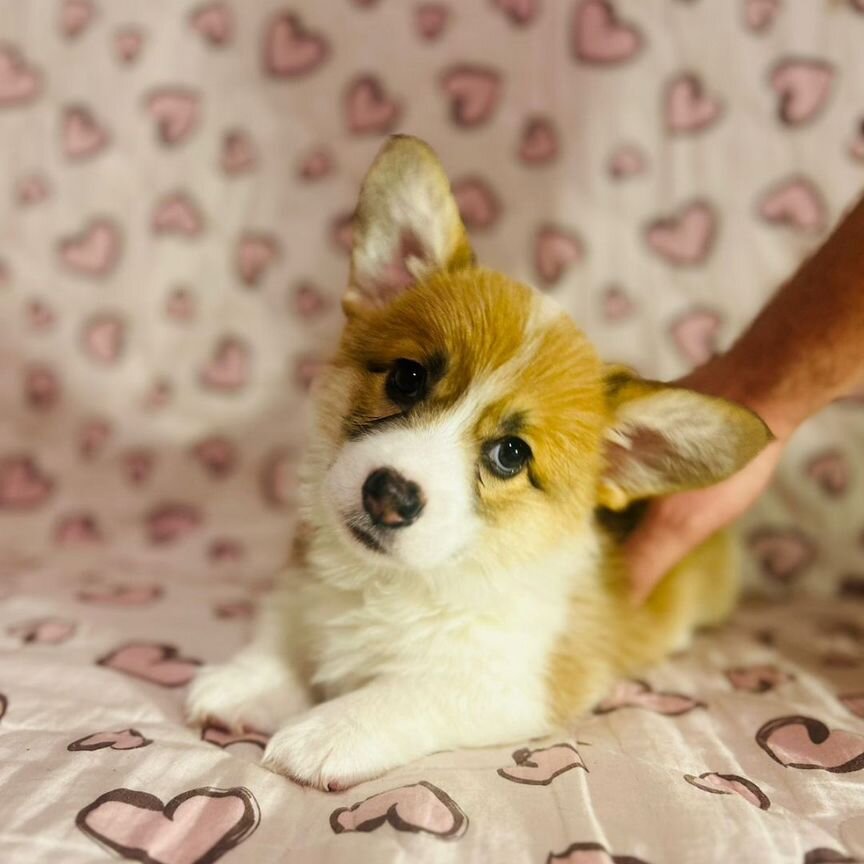 Щенки вельш-корги пемброк к.ц