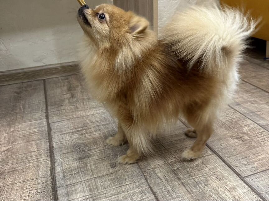 Померанский шпиц