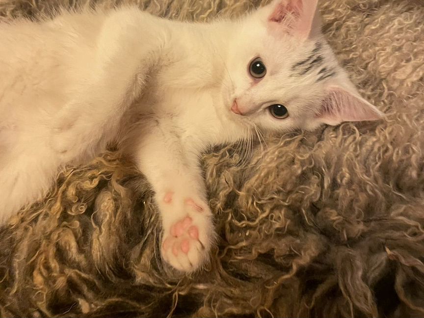 Белоснежка ангорская