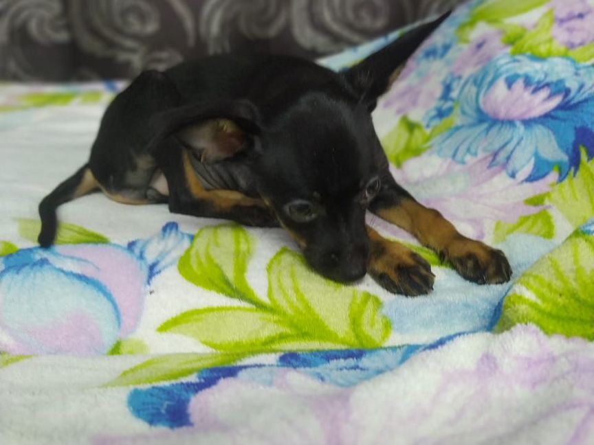 Мини той-терьер