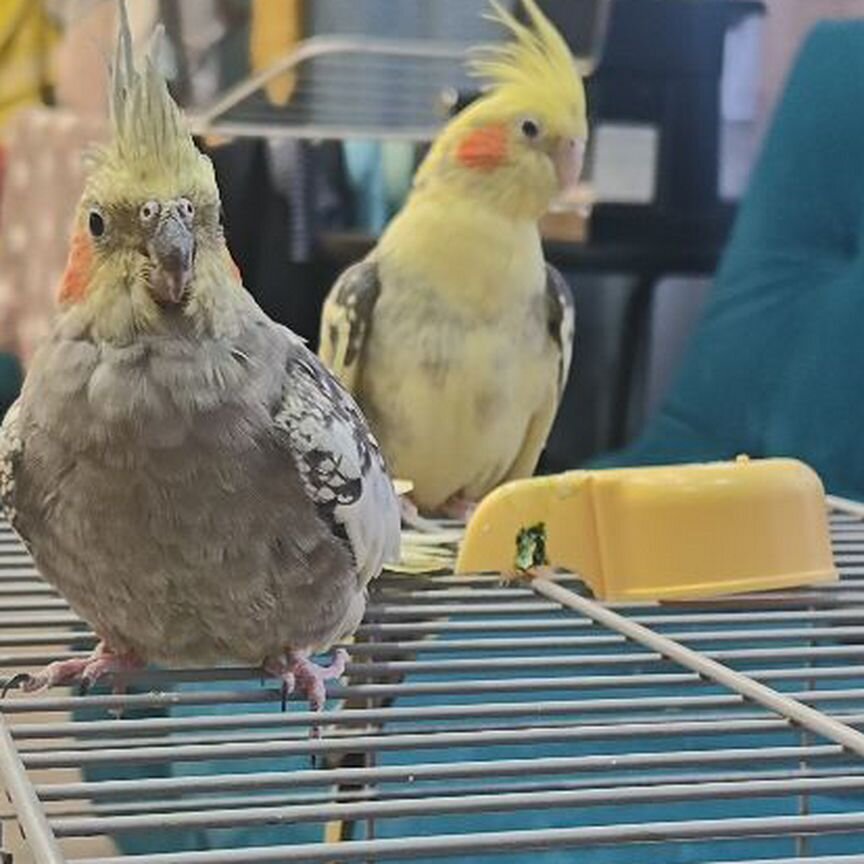 Попугай корелла