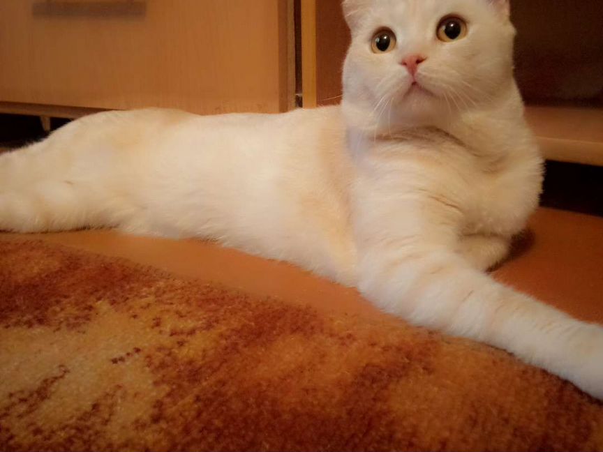 Шотландский вислоухий кот вязка