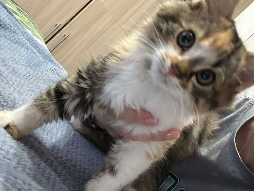 Мейн-кун в добрые руки