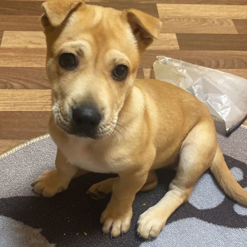 Шарпей, щенок